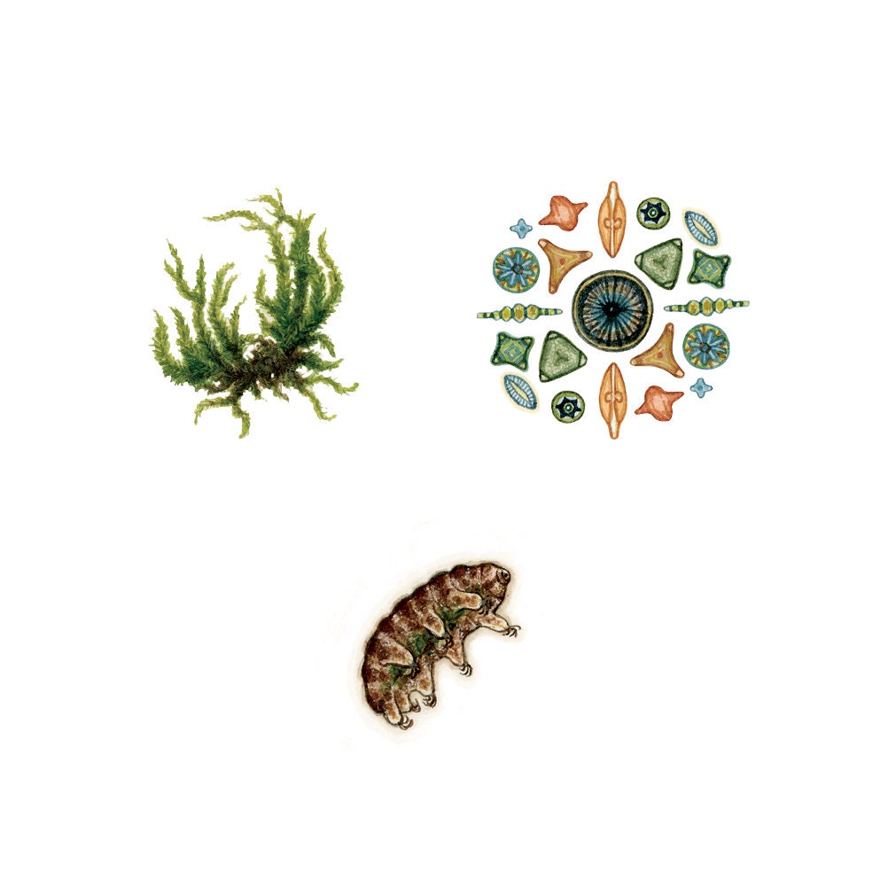 Tardigrade Collection Victorian Microscope Slide Shadowbox - Handmade ...