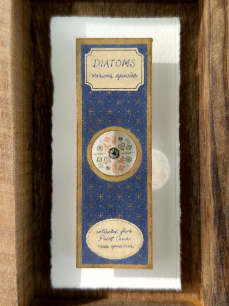 Diatoms Victorian Microscope Slide Shadowbox - Handmade Curiosity ...