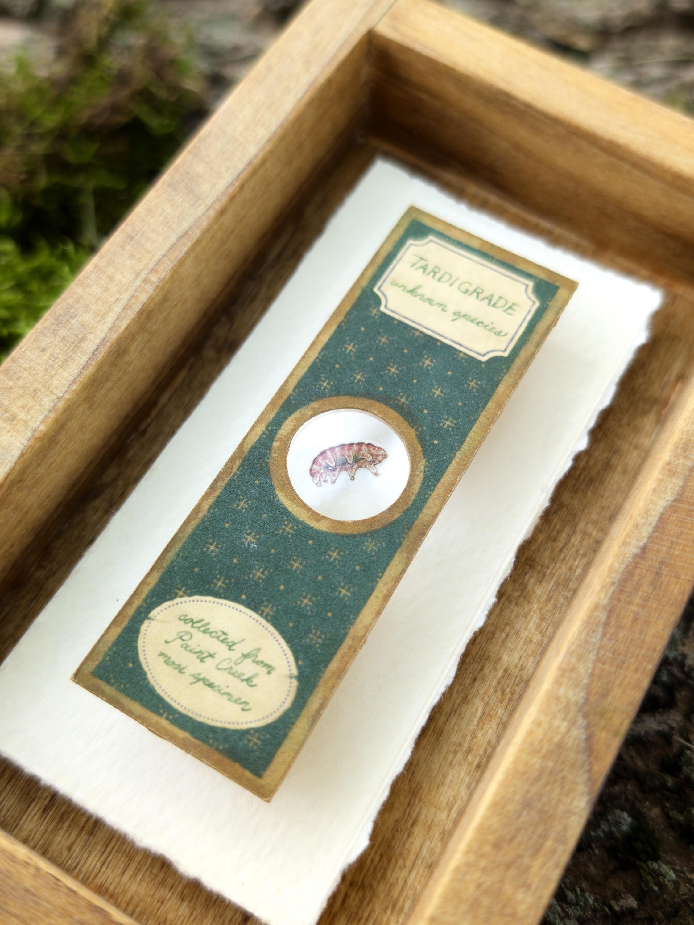 Tardigrade Victorian Microscope Slide Shadowbox - Handmade Curiosity ...