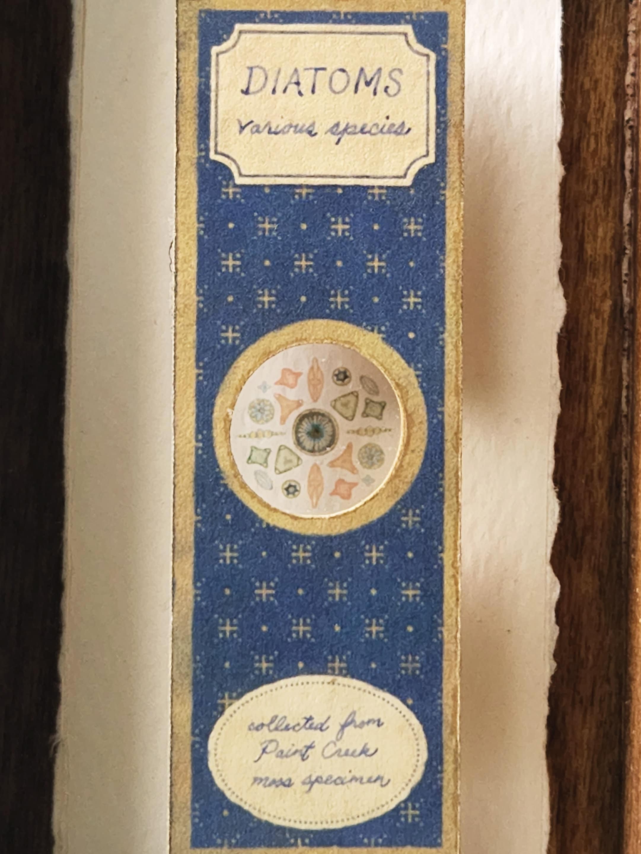 Diatoms Victorian Microscope Slide Shadowbox Handmade Curiosity Antique ...