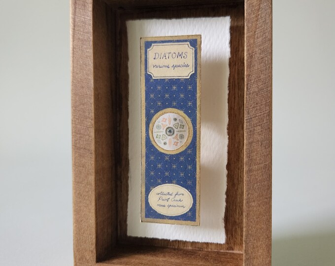 Diatoms Victorian Microscope Slide Shadowbox - Handmade Curiosity ...