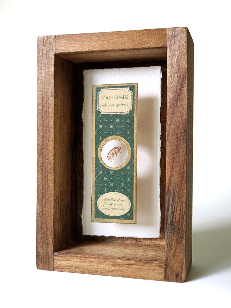 Tardigrade Victorian Microscope Slide Shadowbox - Handmade Curiosity ...