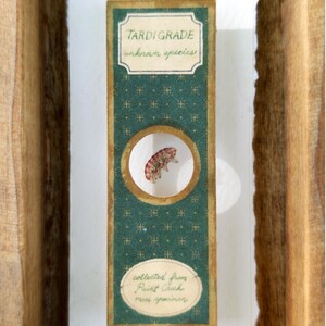 Tardigrade Victorian Microscope Slide Shadowbox - Handmade Curiosity ...