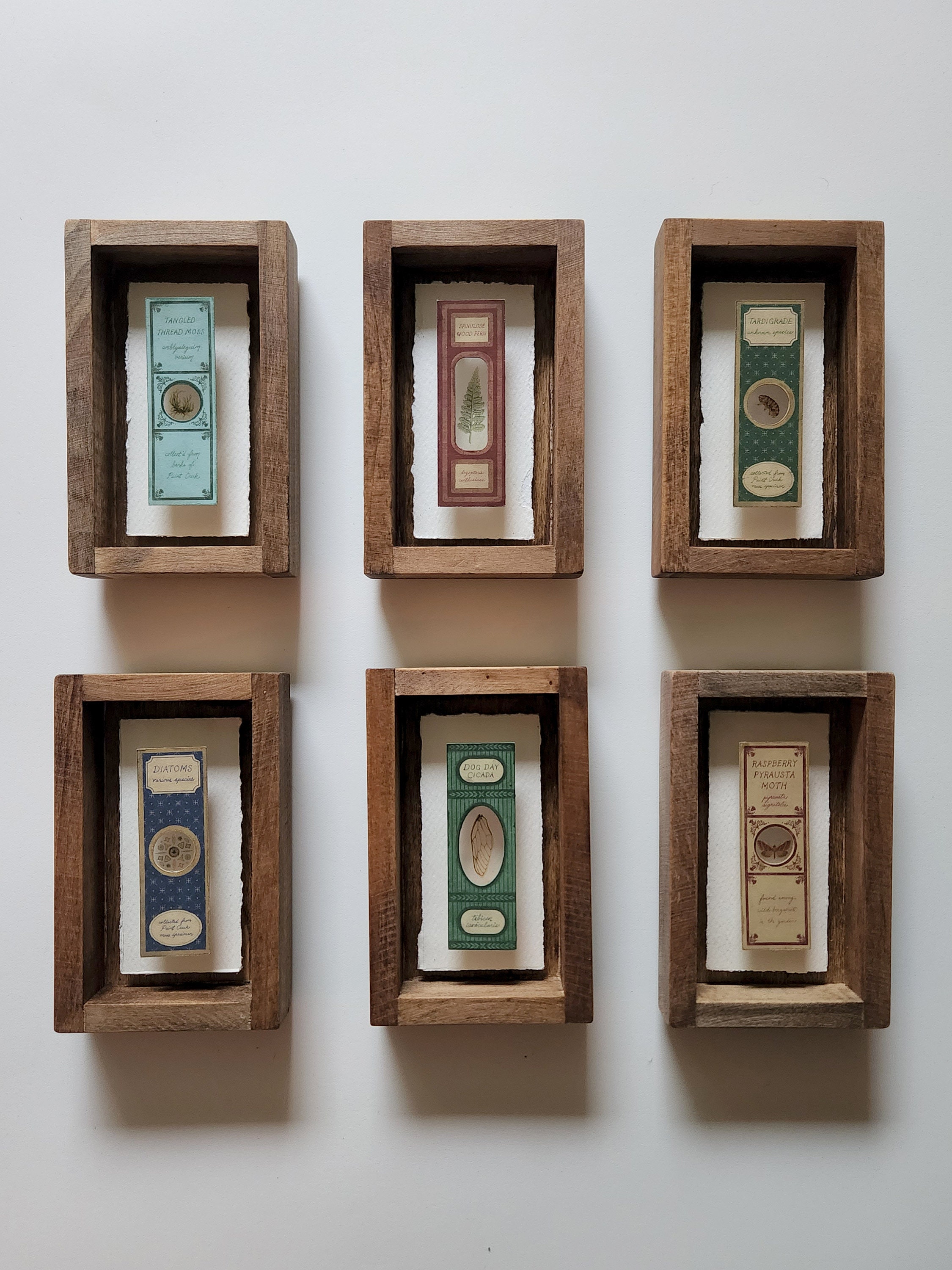 Diatoms Victorian Microscope Slide Shadowbox - Handmade Curiosity ...
