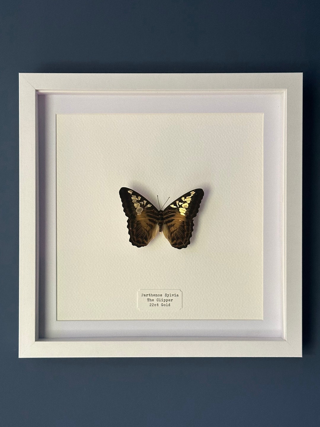 Gilded Butterfly. the Clipper Butterfly, Gilded With Real 22ct Gold ...