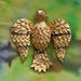 CADORO DOVE BROOCH| Vintage 1970s Gold-tone Brooch | Articulated Design ...