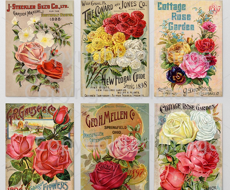 Antique Garden Roses Seed Packet Prints, Victorian Ephemera (digital ...