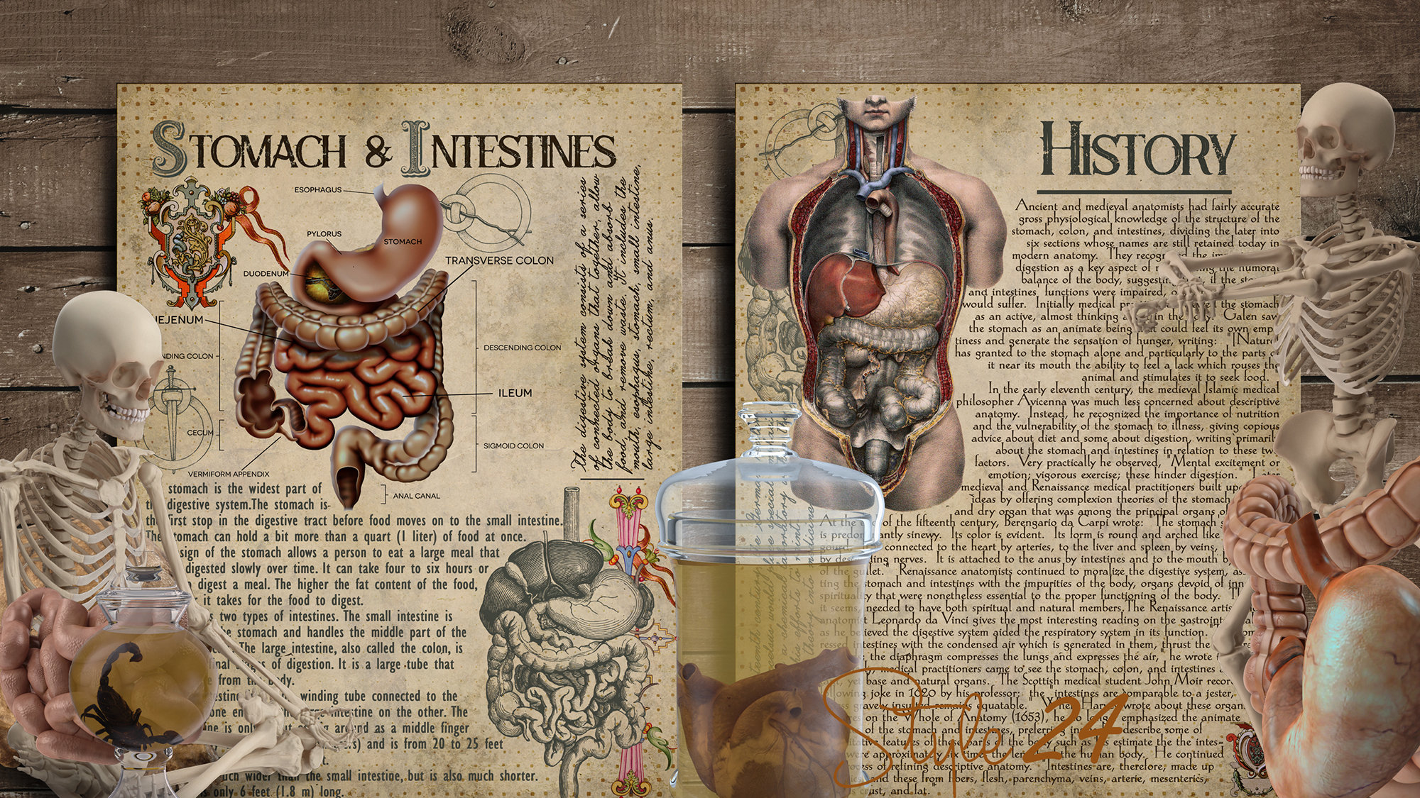 Stomach & Intestines Human Anatomy Printable Book of - Etsy Australia