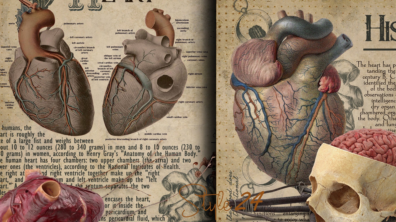 Heart, Human Anatomy, Printable, Book of Shadows, BOS, Book Pages ...