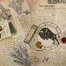 Taurus Astrological Sign Correspondences, Book of Shadows Printable ...
