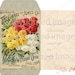 Antique Garden Roses Seed Packet Prints, Victorian Ephemera (digital ...