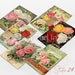 6 Different Antique Garden Roses Seed Packets, DIGITAL Sheet, Vintage ...