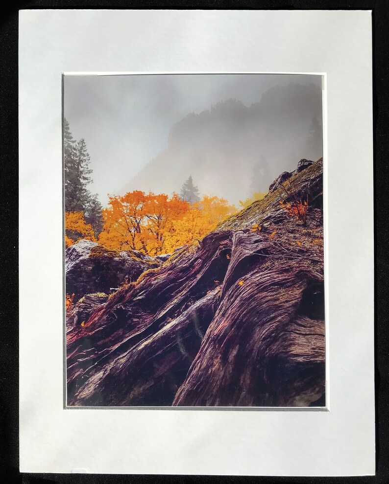 Closeup Twisted Root, Mountain Landscape, Trees, Washington Autumn ...