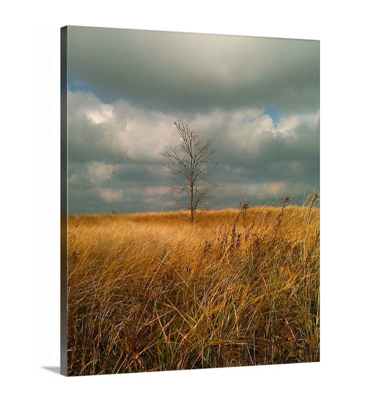 Bare Lone Tree, Field, Tall Grass, Lonely Countryside, Fine Art ...