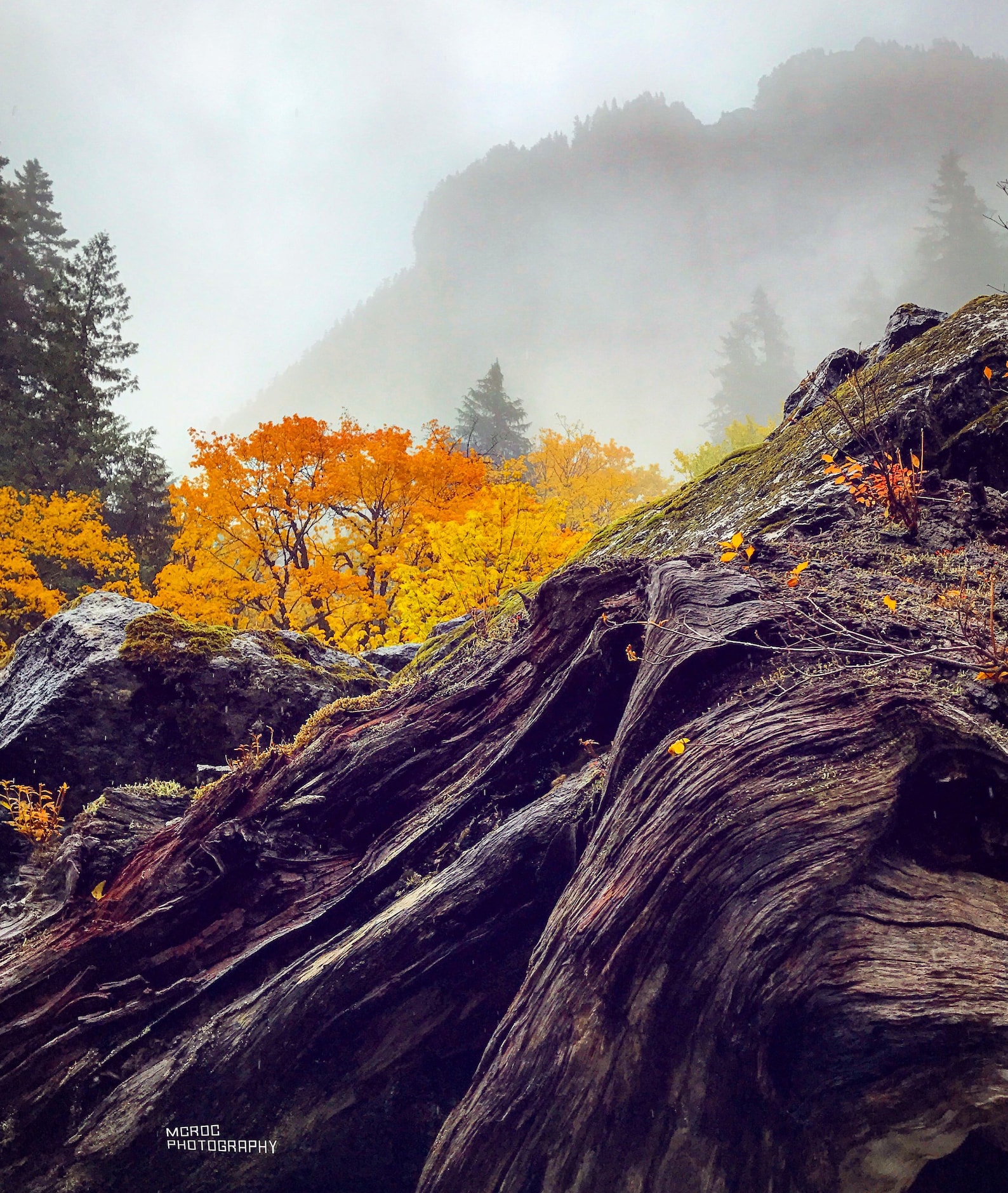 Closeup Twisted Root, Mountain Landscape, Trees, Washington Autumn ...