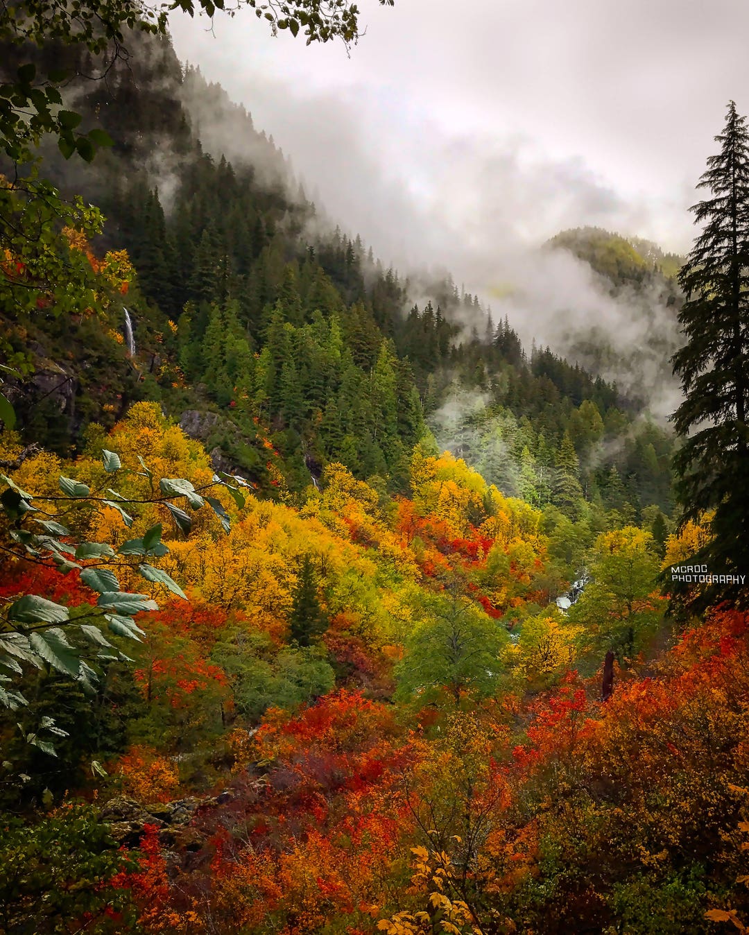 Misty Valley, Beautiful Leaves, Mountains, Fog, Rain, Pine Trees, Red ...