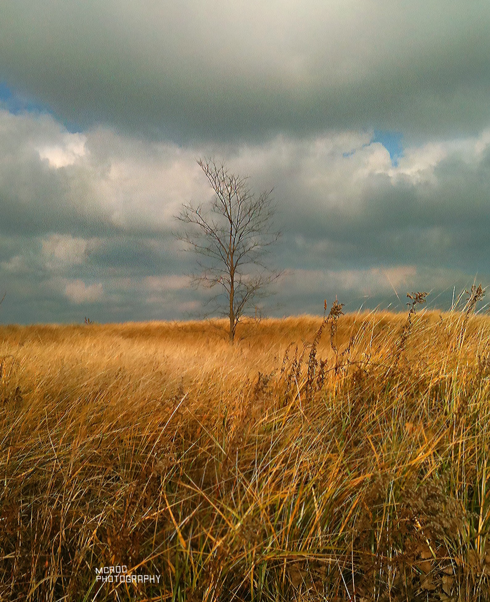 Bare Lone Tree, Field, Tall Grass, Lonely Countryside, Fine Art ...