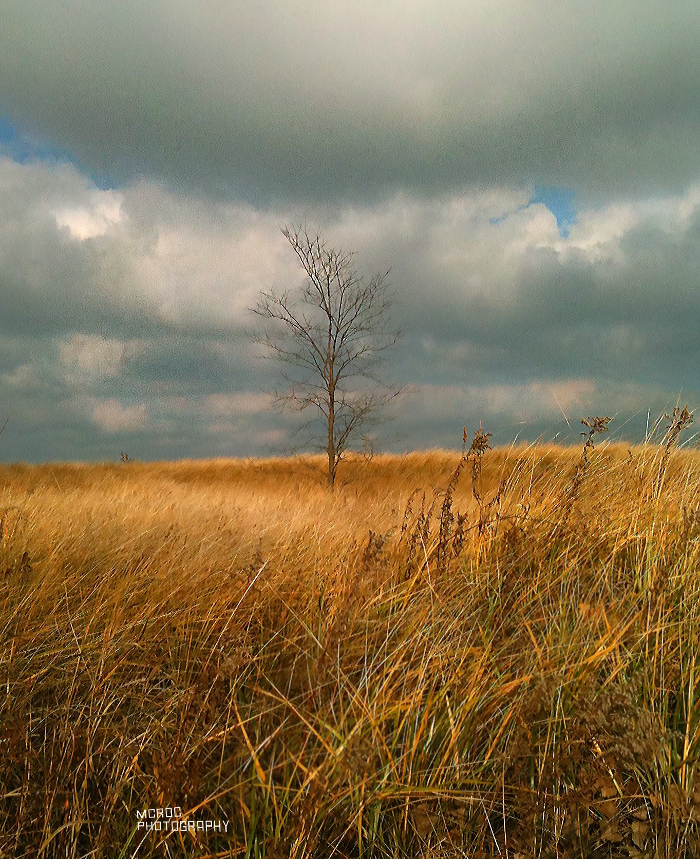 Bare Lone Tree, Field, Tall Grass, Lonely Countryside, Fine Art ...