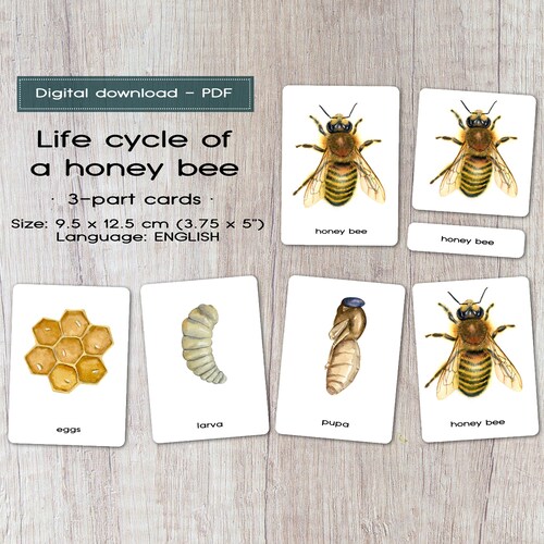 Honey Bee Life Cycle Watercolour Images - Etsy
