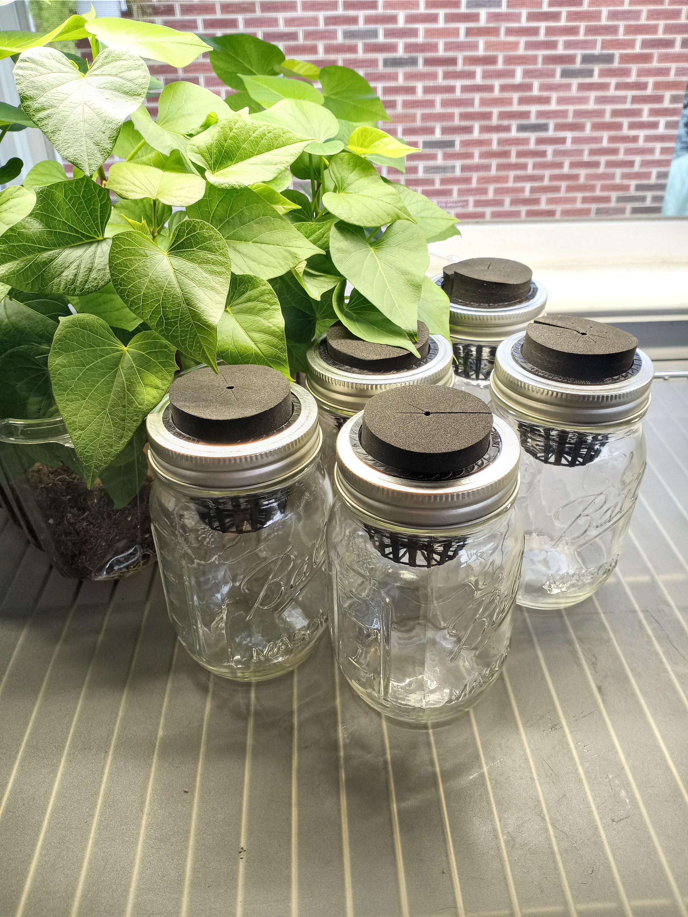 Hydroponic Kratky Starter Kit - Etsy