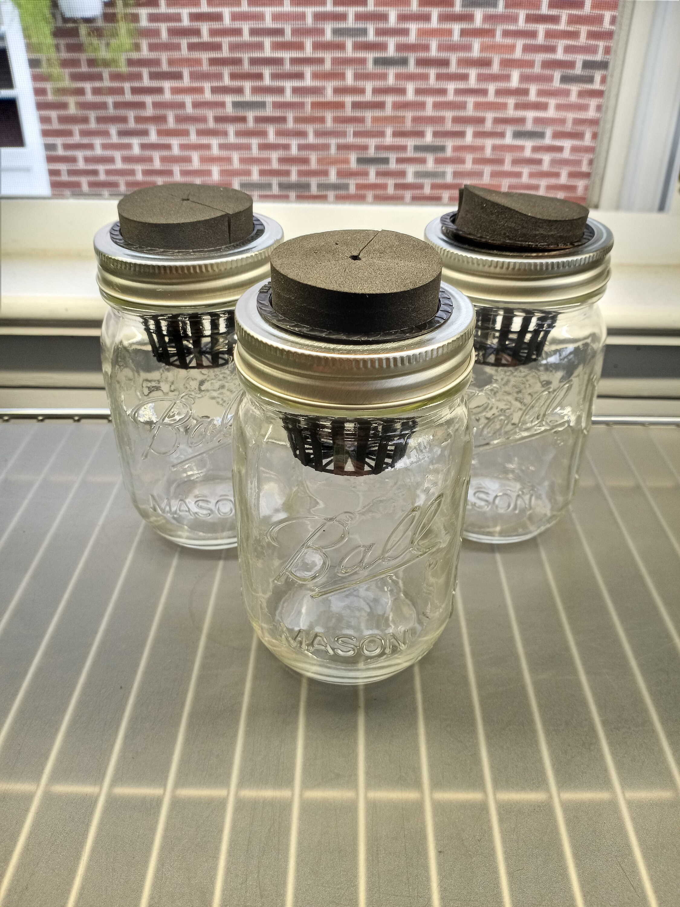 Hydroponic Kratky Starter Kit - Etsy