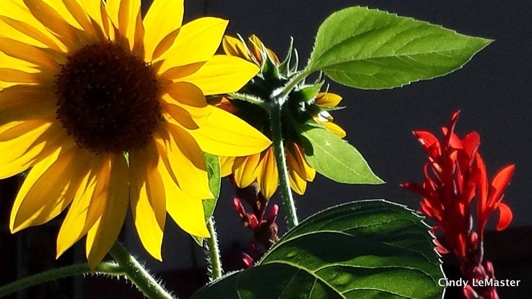 Glorious Sunflower - Original, Signed, Professional Photograph, Ready ...