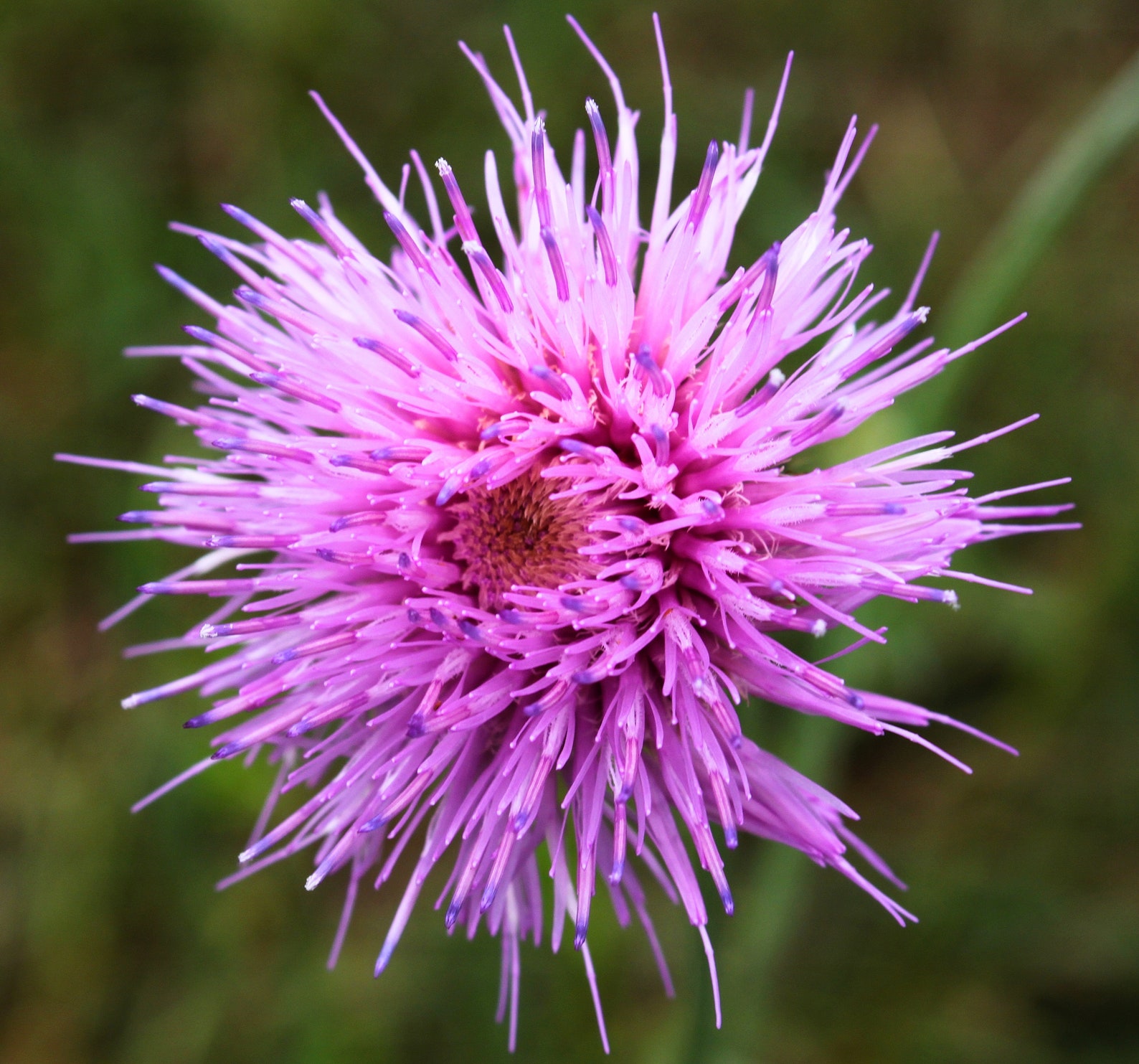 Texas Thistle - Etsy