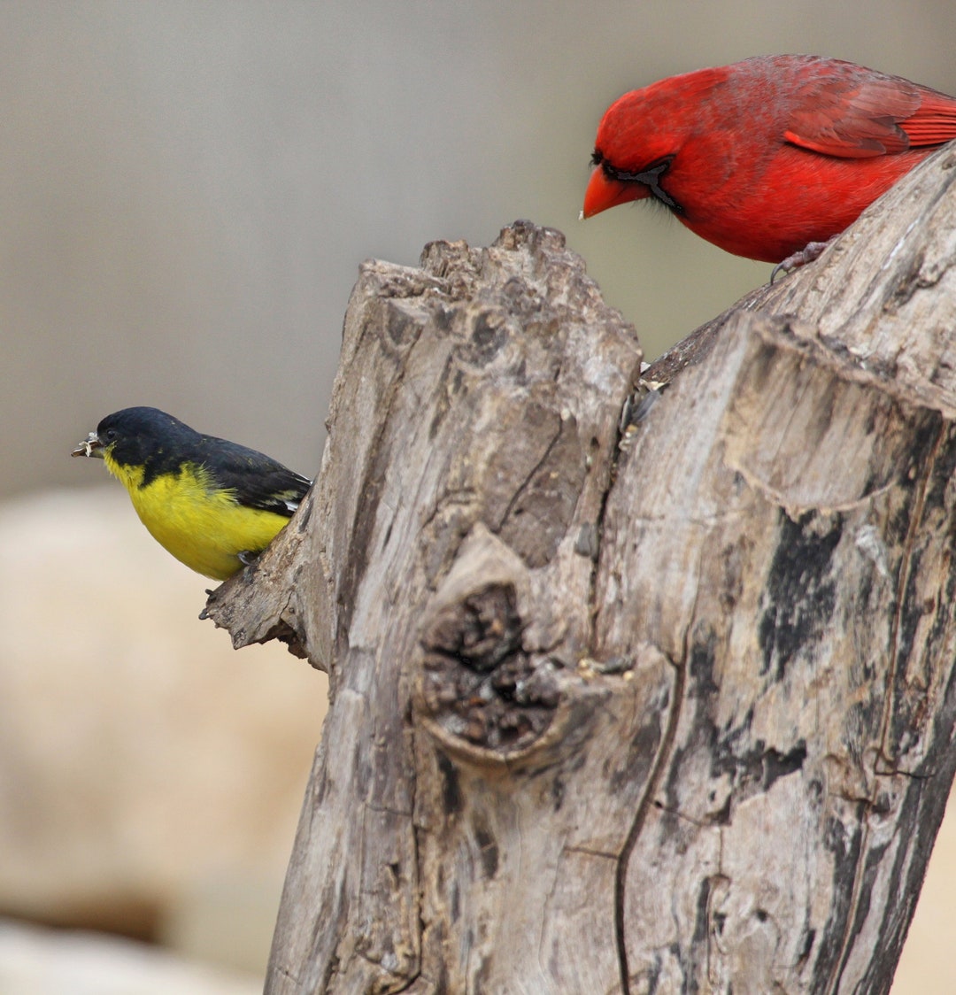 Cardinal and Lesser Finch - Etsy