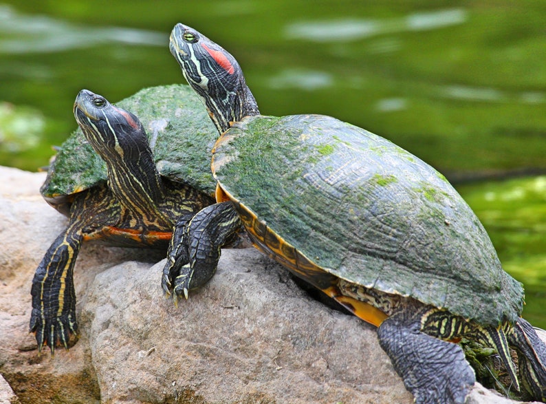 Painted Turtle - Etsy