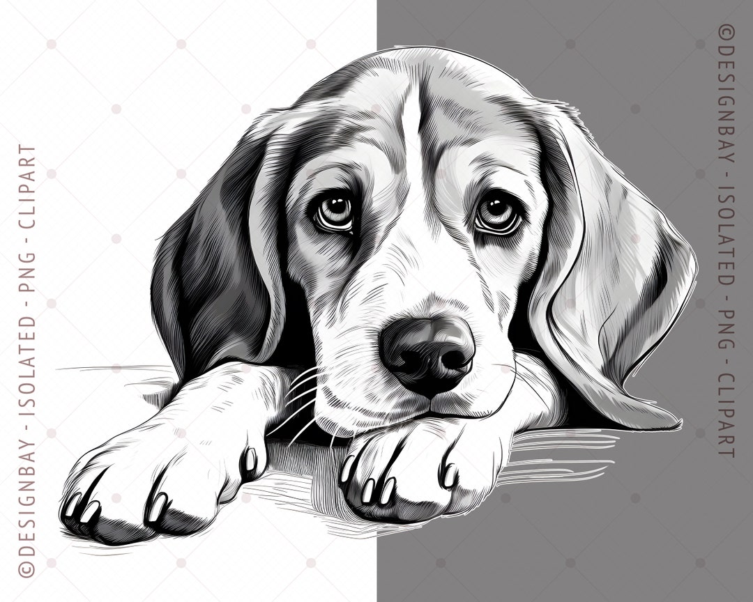 Beagle - Digital Art Drawing - Transparent Background PNG - Digital ...