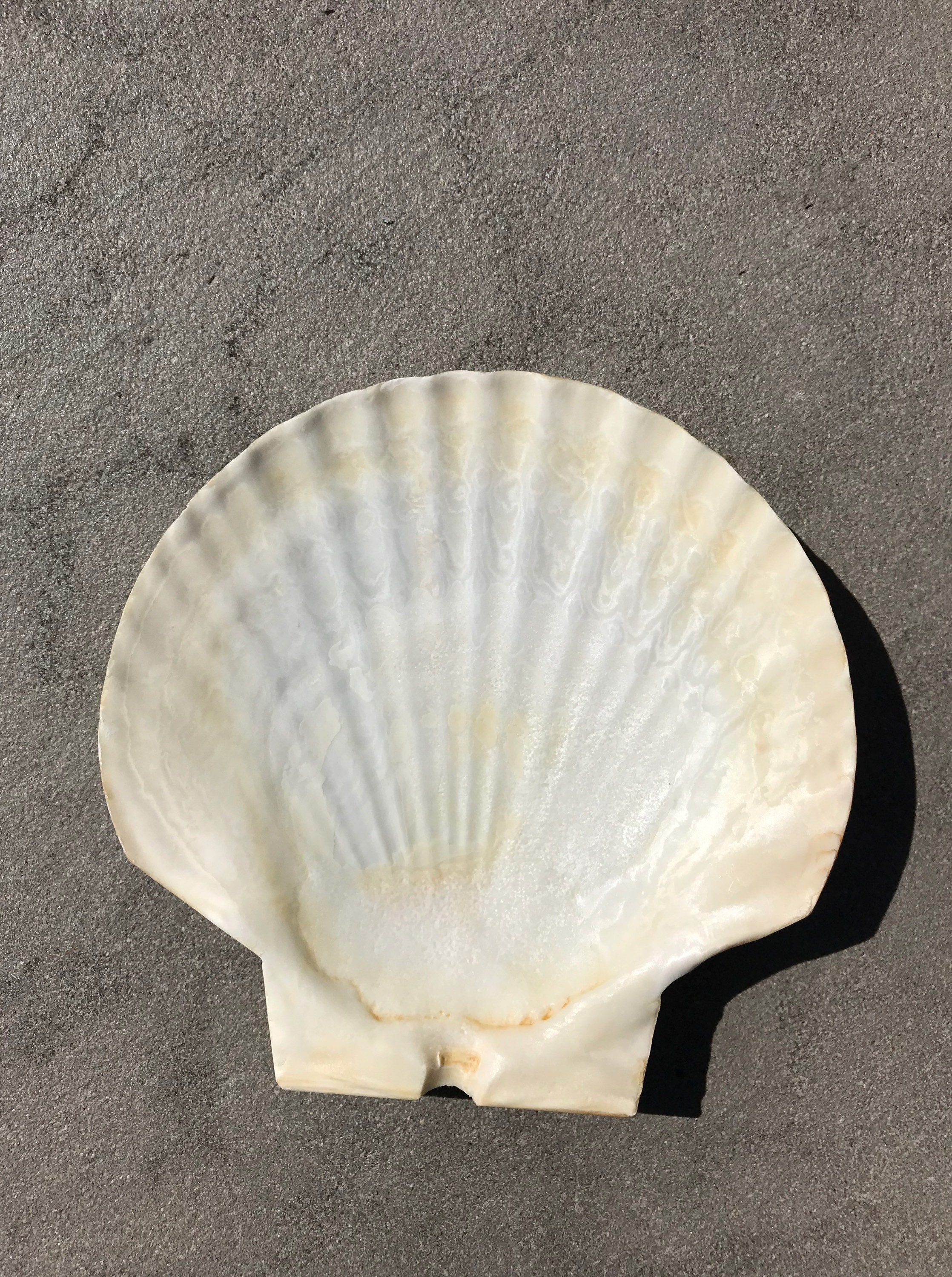 Vintage Set of 5 Natural Clam Shells Shell Catch All Jewelry - Etsy