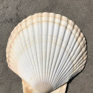 Vintage Set of 5 Natural Clam Shells Shell Catch All Jewelry Trays ...