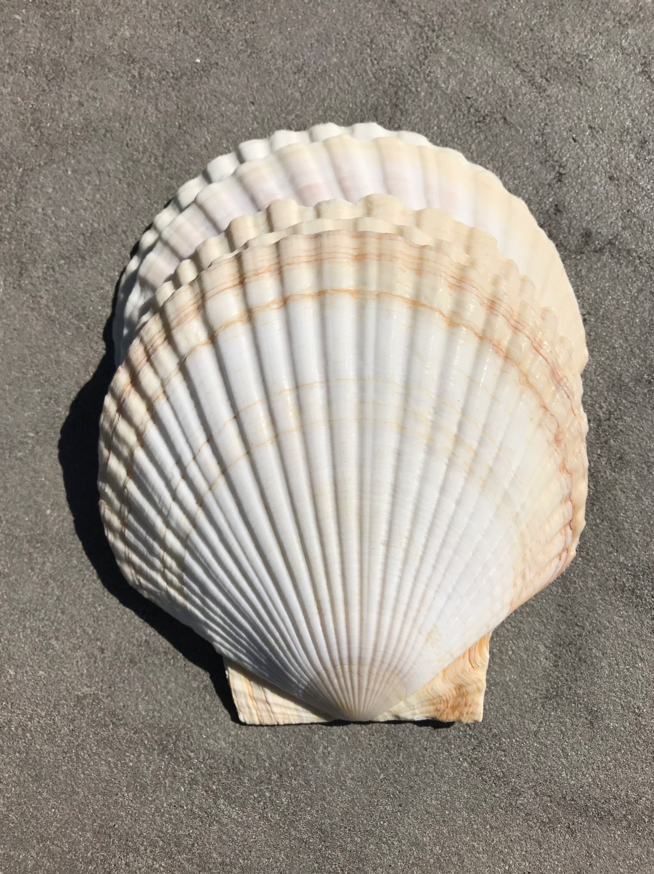 Vintage Set of 5 Natural Clam Shells Shell Catch All Jewelry | Etsy Canada