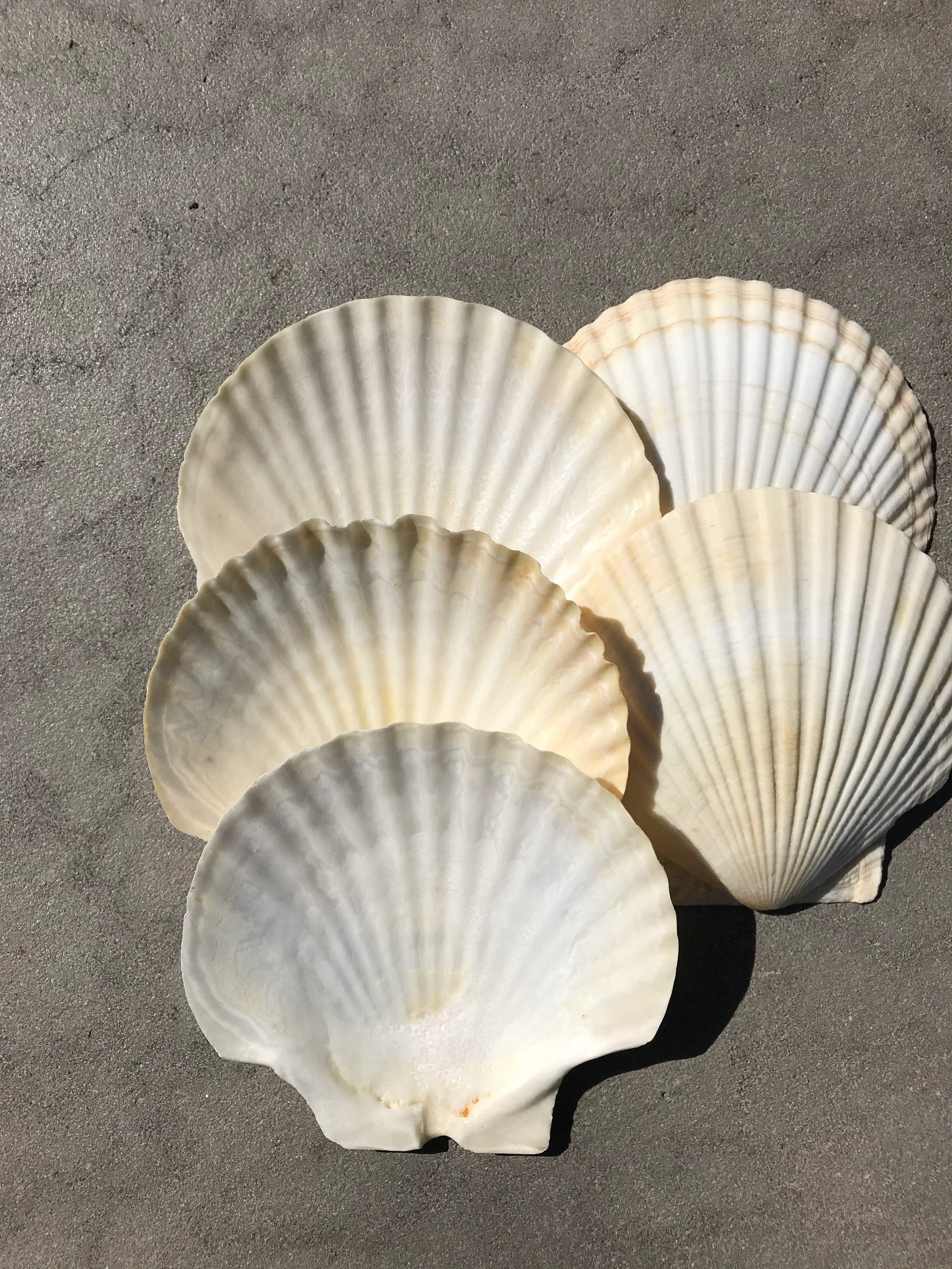Vintage Set of 5 Natural Clam Shells Shell Catch All Jewelry - Etsy