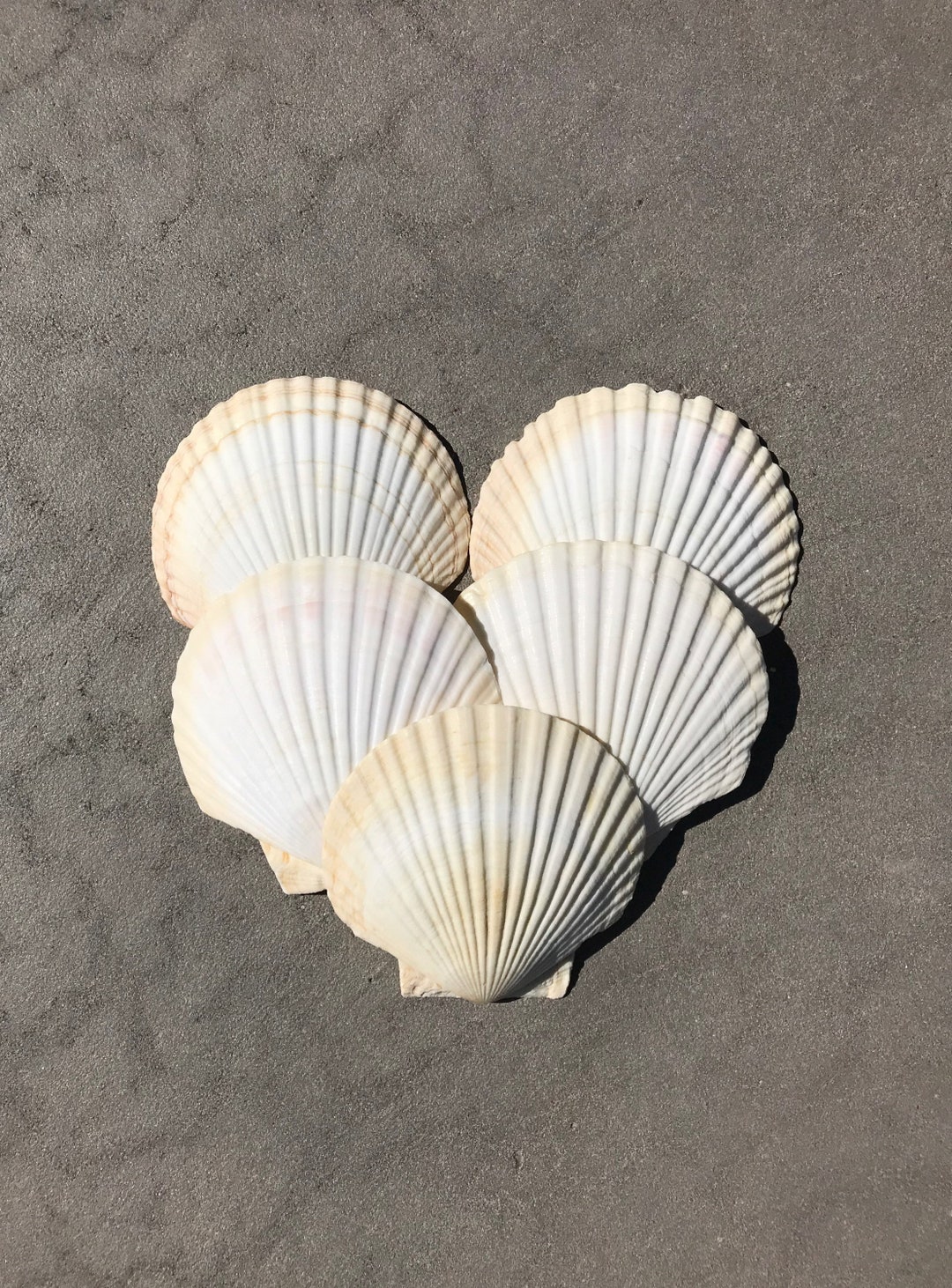 Vintage Set of 5 Natural Clam Shells Shell Catch All Jewelry Trays ...