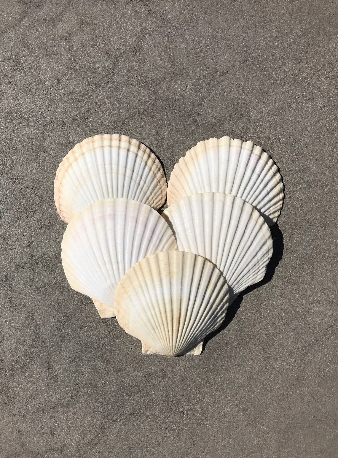 Vintage Set of 5 Natural Clam Shells Shell Catch All Jewelry - Etsy