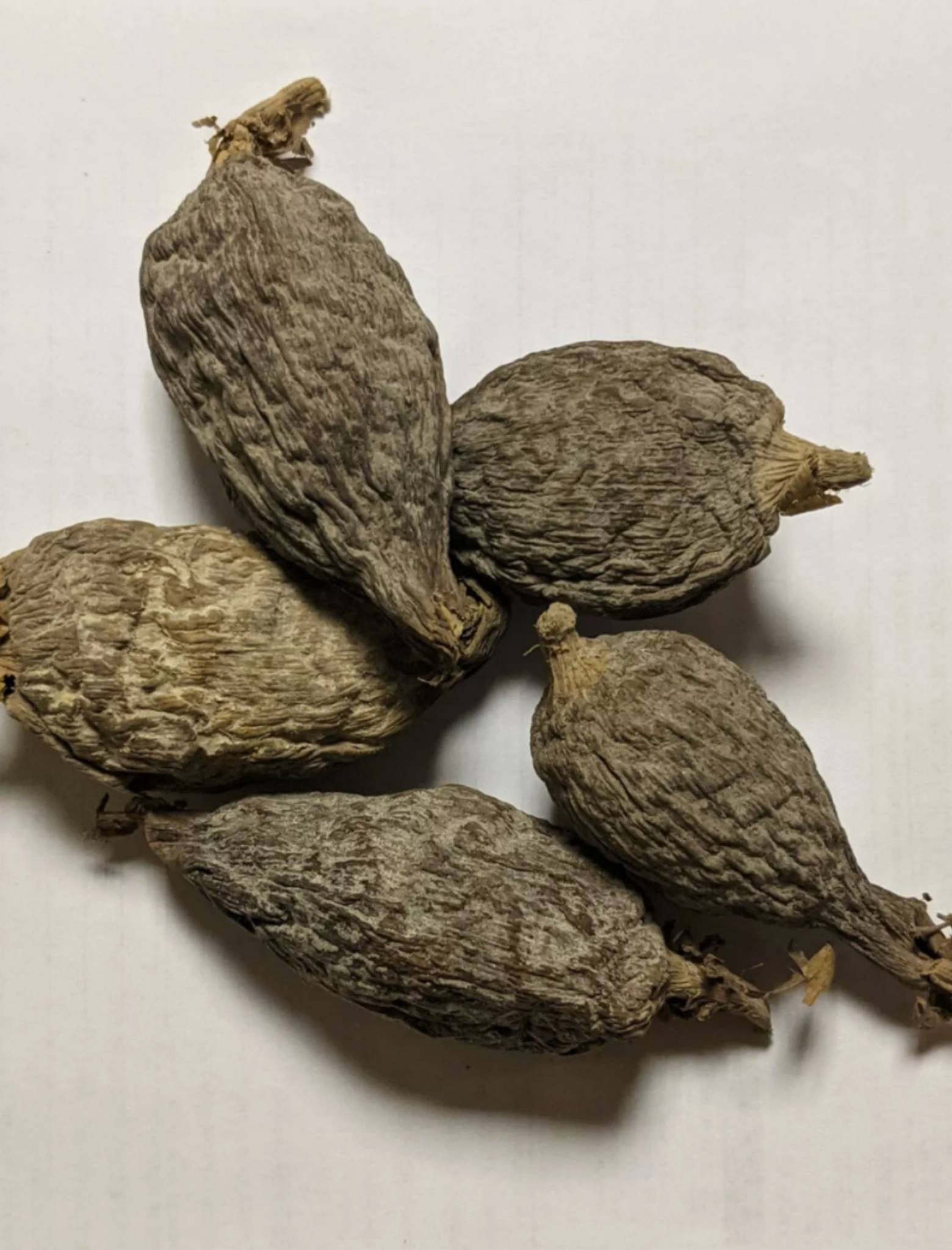 African Alligator Pepper (atare/mbongo Spice/hepper Pepper/guinea ...