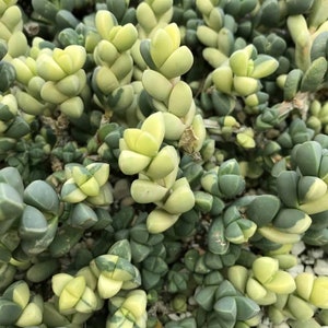 Astridia Velutina Variegata Plant Exotic Rare Succulent Live - Etsy