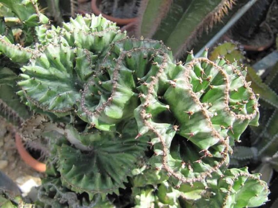 Coral Cactus