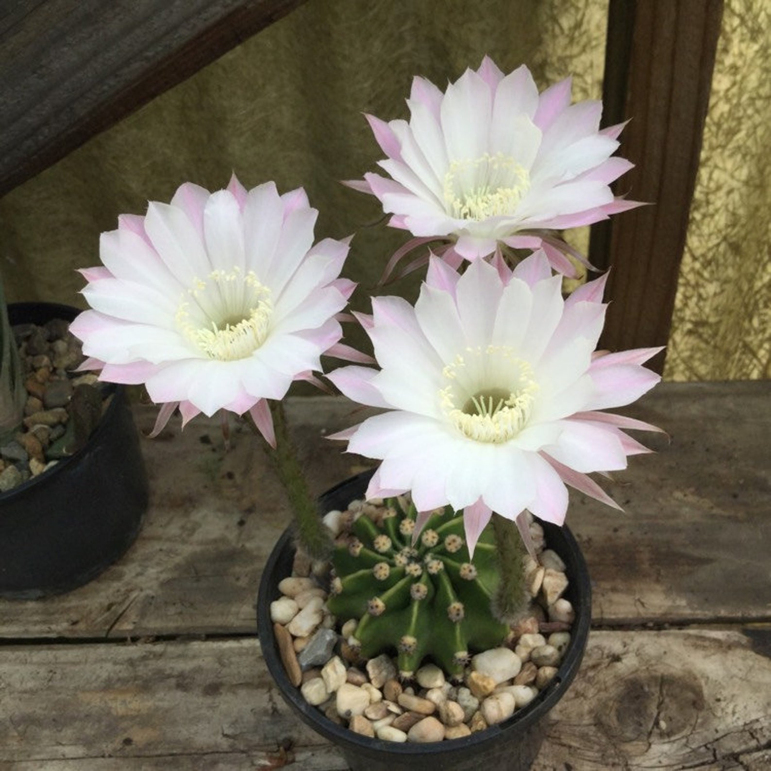 Easter Lily Cactus Rare Echinopsis Subdenudata Plant UNIQUE - Etsy