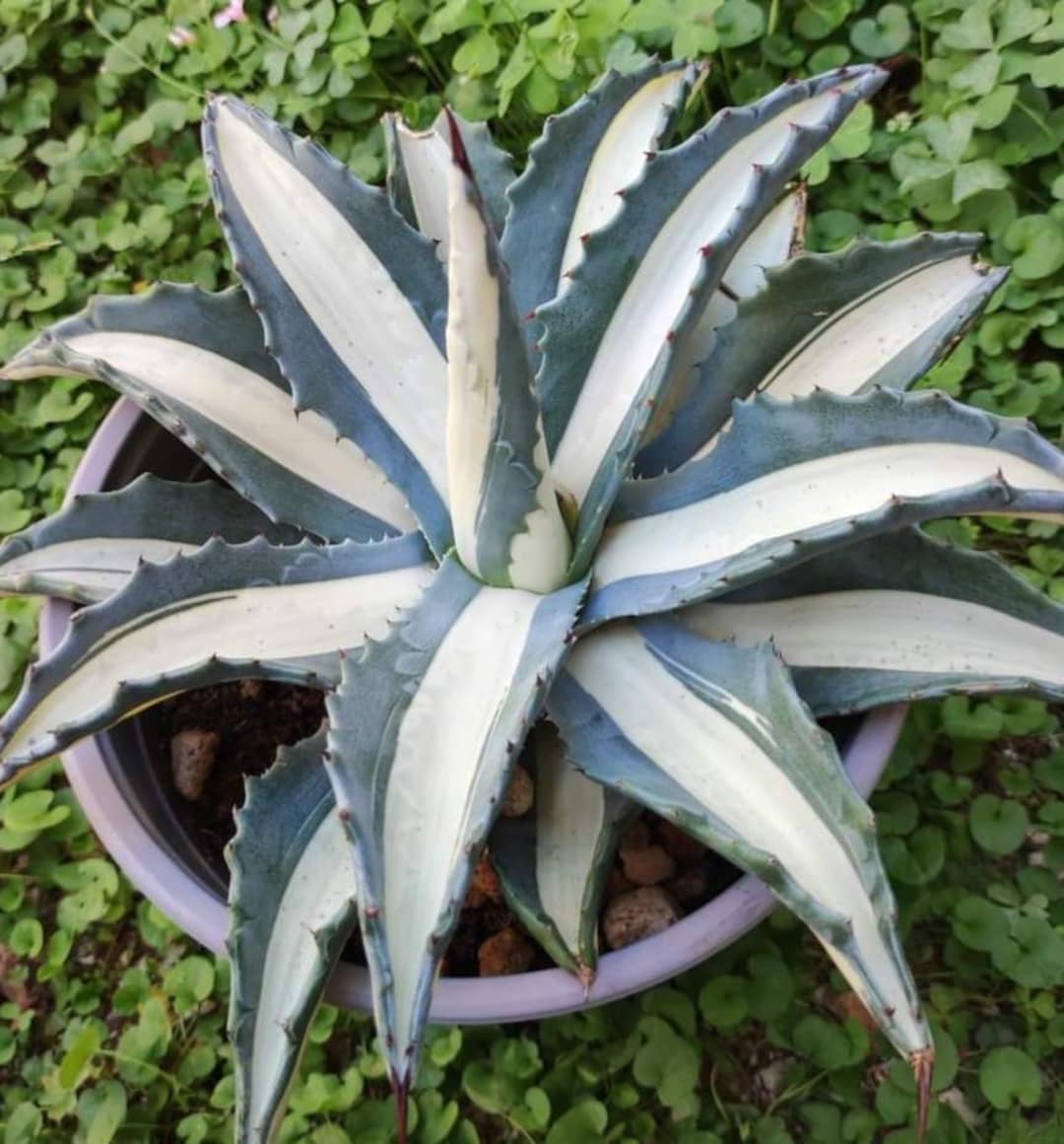 Agave Americana mediopicta Alba White Stripe Rare - Etsy