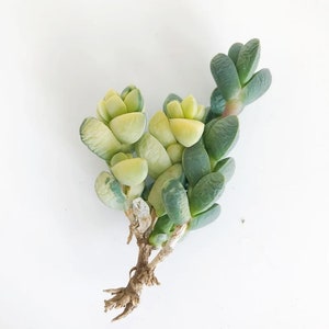 Astridia Velutina Variegata Plant Exotic Rare Succulent Live - Etsy
