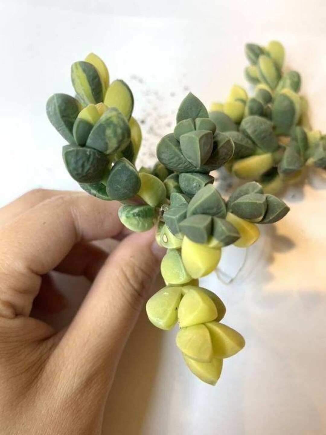 Astridia Velutina Variegata Plant Exotic Rare Succulent Live - Etsy