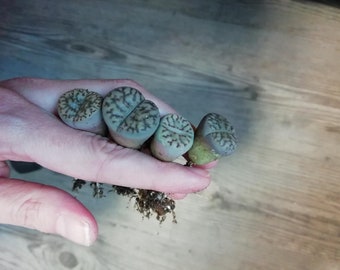 Colorful Lithops Seeds Amazing Colors Fun and Easy to Grow - Etsy