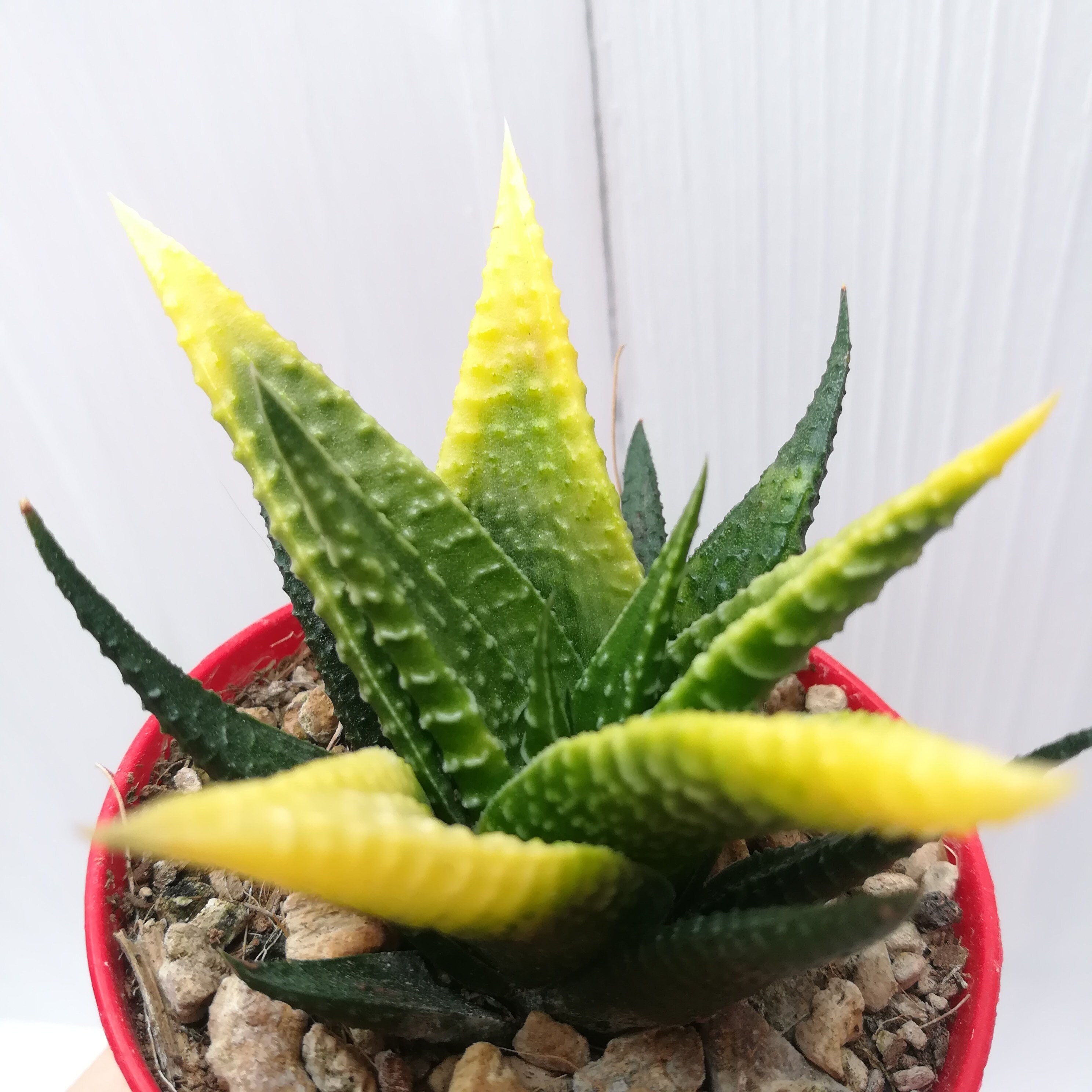 Haworthia Limifolia Variegata Cactus Succulent Live Plant | Etsy