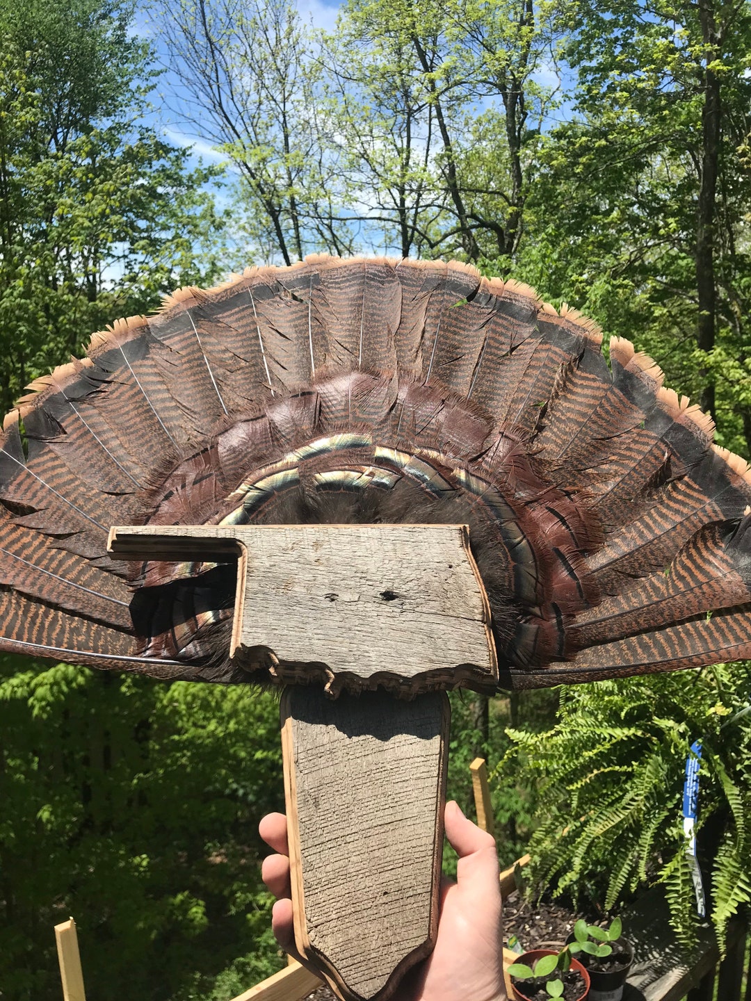 Barn Wood State Shaped Turkey Mount Plaque (ALL STATES) - Etsy