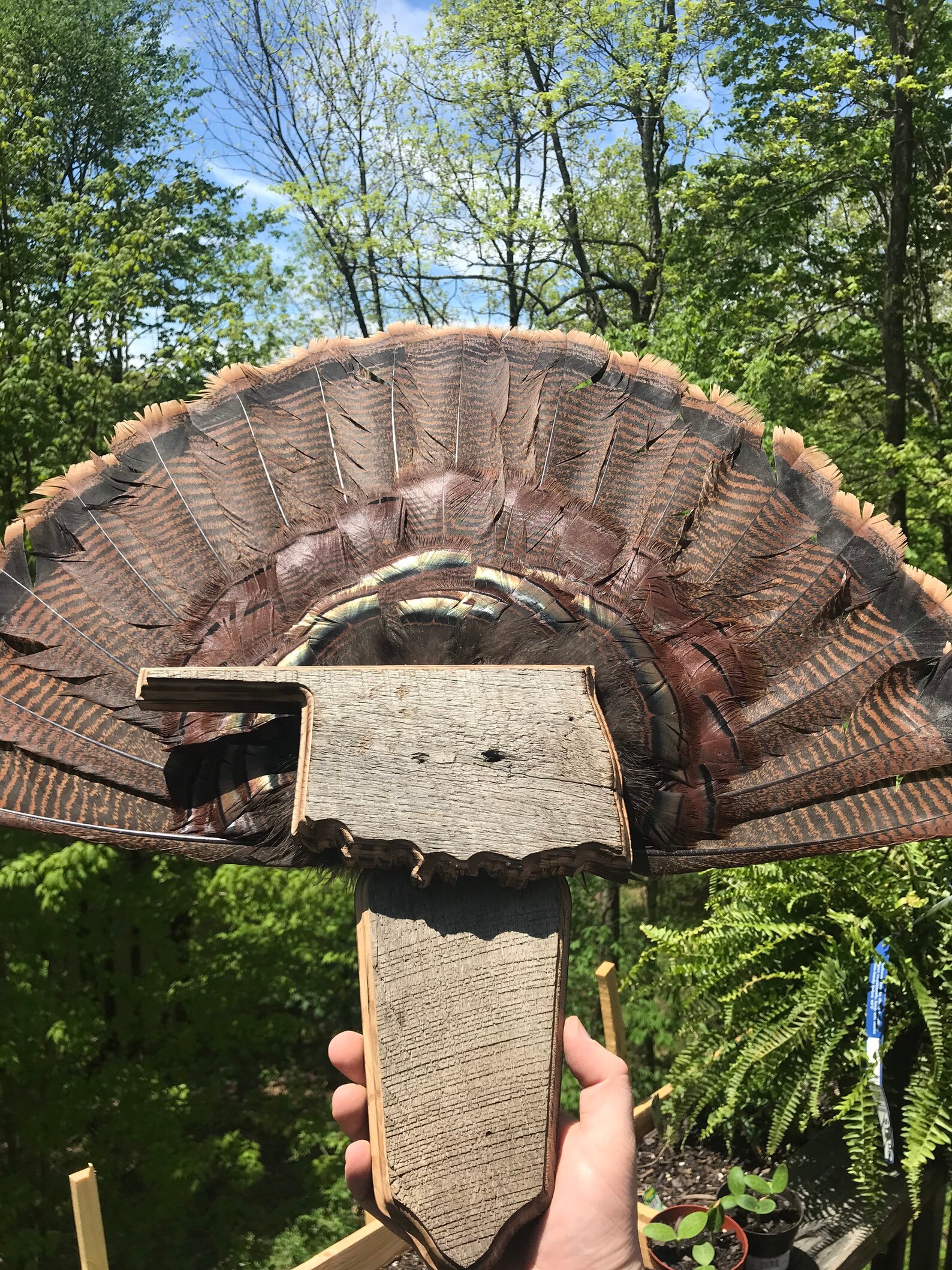 Barn Wood State Shaped Turkey Mount Plaque ALL STATES - Etsy