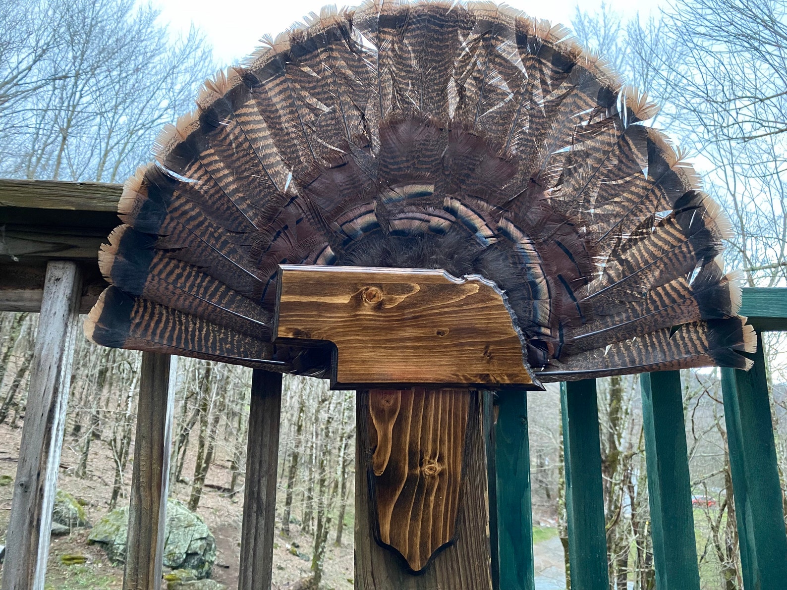 State Shaped Turkey Mount ALL STATES - Etsy