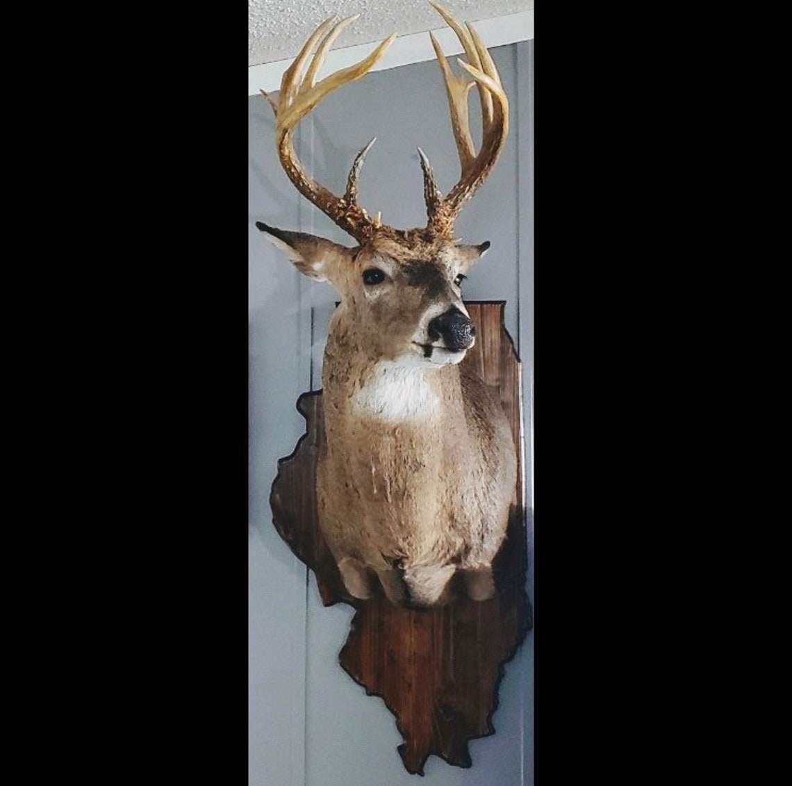 State Shaped Shoulder Mount Plaque - Etsy