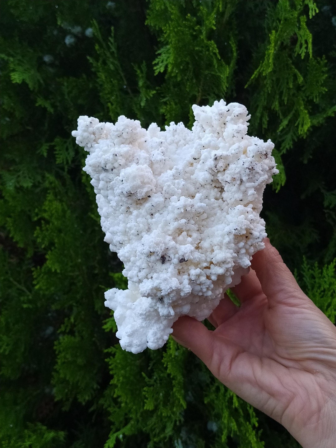 Museum Specimen Aragonite Coral , Raw Specimen, Rare Greek Mineral ...